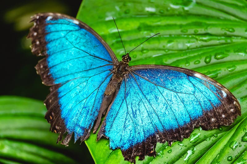 Blue butterfly on the leaf stock photo. Image of wings - 95289922