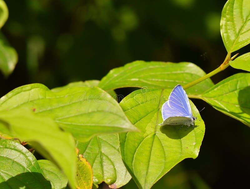 Blue butterfly on leaf stock photo. Image of spring, meadow - 88044464
