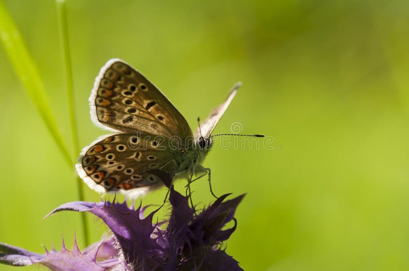 Blue stock image. Image of lycaenidae, spotted, pollinating - 65587209