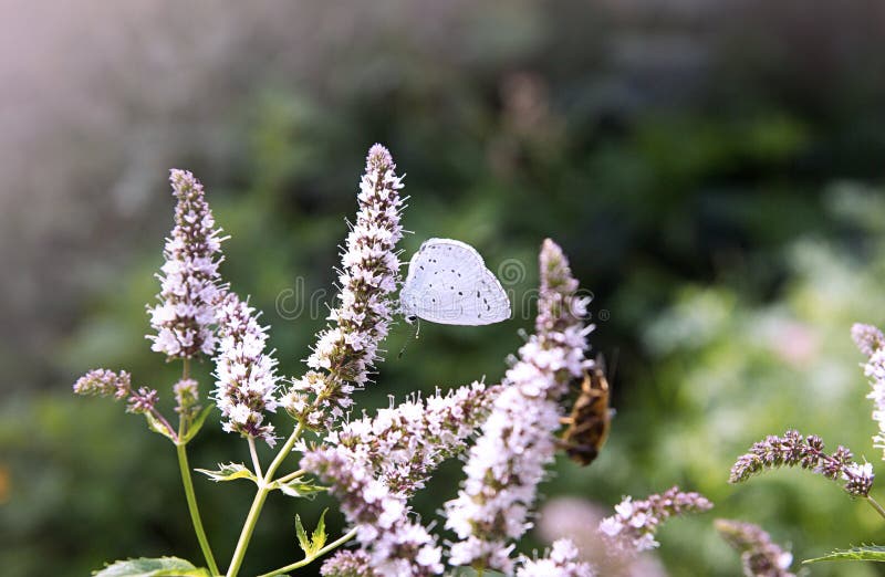 Blue Butterfly on Mint Flower Stock Image - Image of bloom, insect ...
