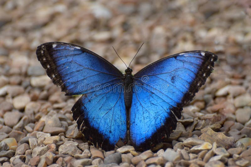 Real Blue Butterfly Wings