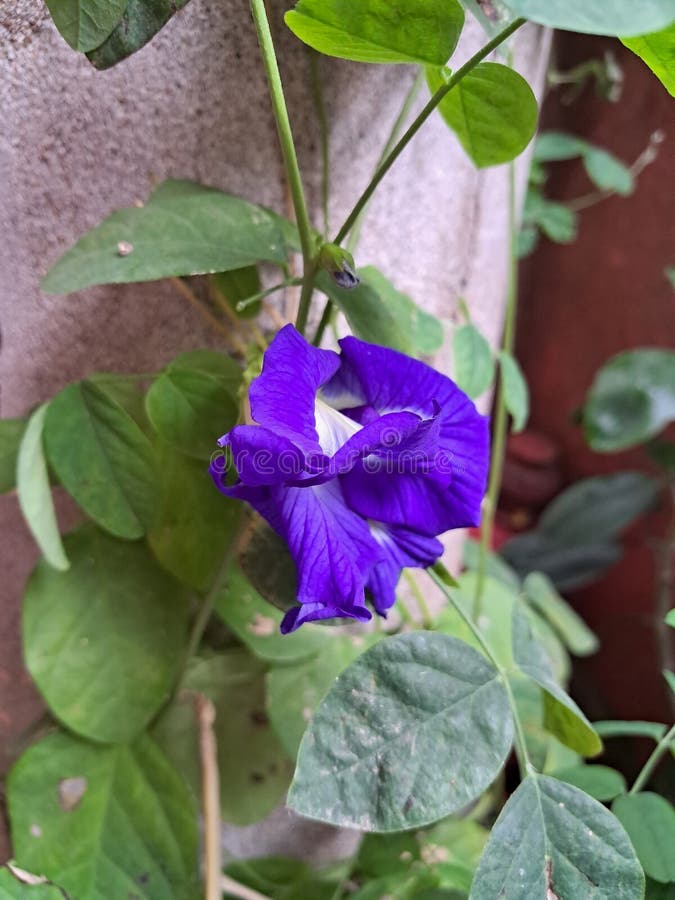 Blue Butterfly Pea Aparajita Flower Stock Photo - Image of blue ...