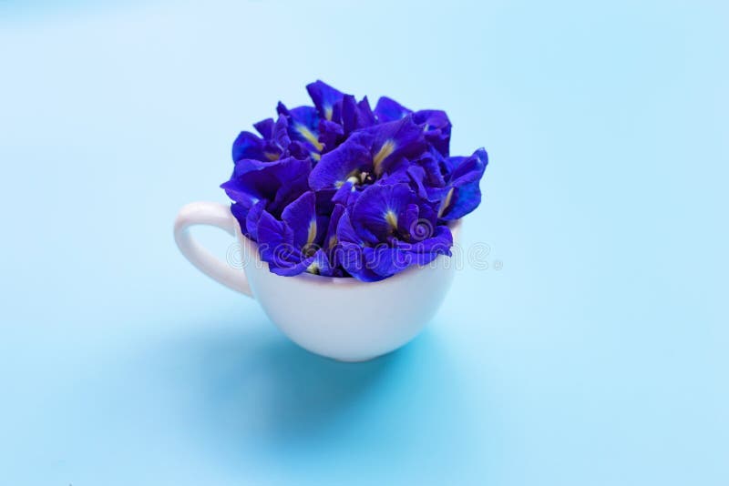 Blue Butterfly Pea Flower in White Cup Stock Image - Image of blossom ...