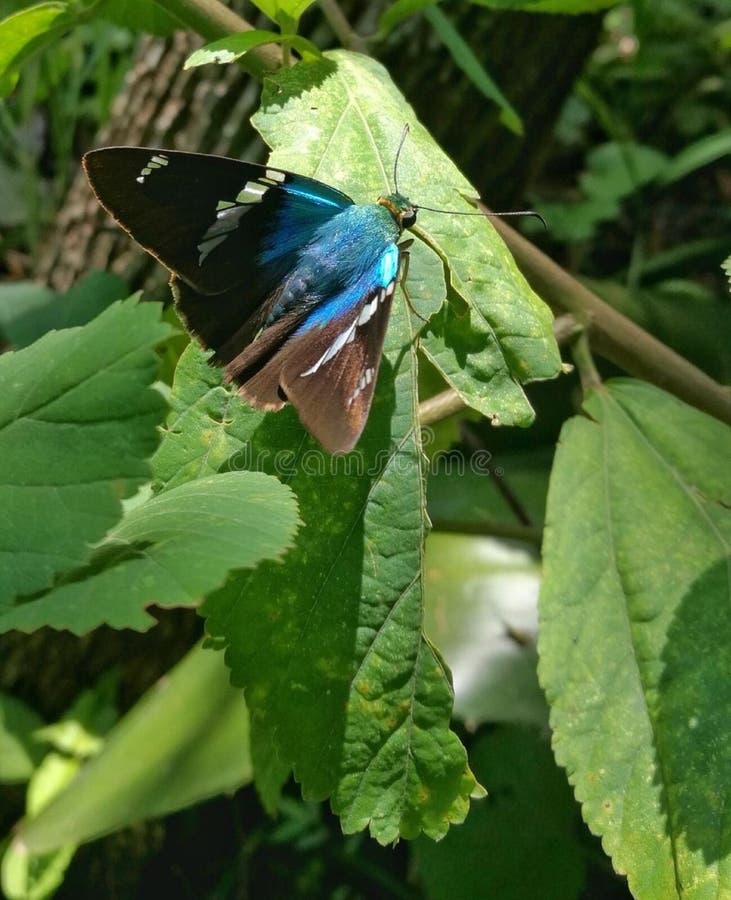 Blue Butterfly stock photo. Image of buttlerfly, colors - 99967516