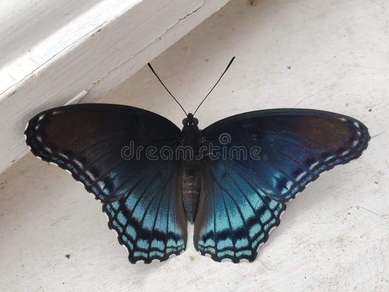 Blue butterfly on sill stock image. Image of blue, beautiful - 163411605