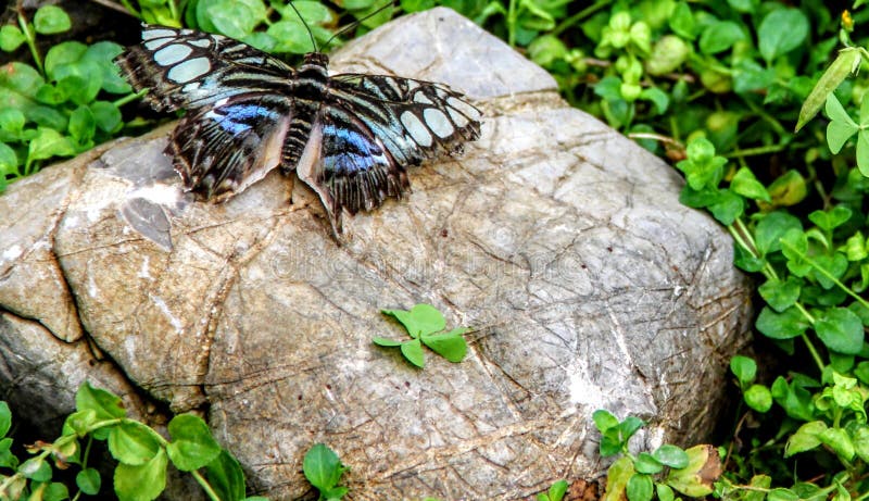 Blue Butterfly on Stone stock image. Image of stone - 198307857
