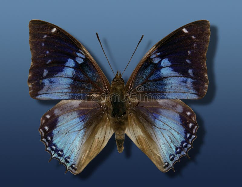 Blue butterfly stock photo. Image of exoticism, blue - 35005896
