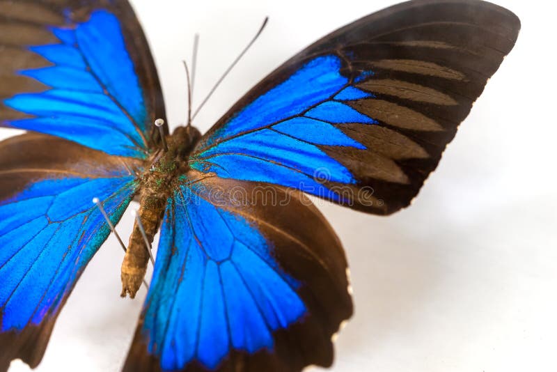 Blue Butterfly Stuff in Collection Stock Photo - Image of beautiful ...