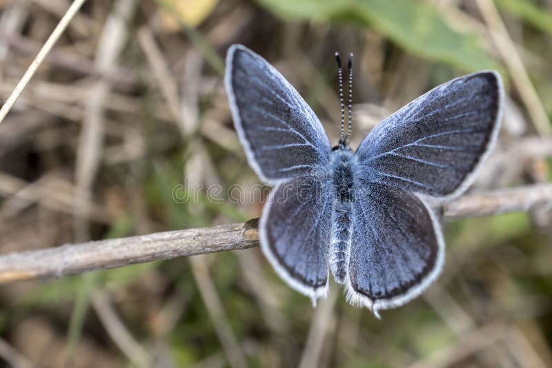 Blue Butterfly on a Twig in Nature, Back. Close Up Stock Photo - Image ...