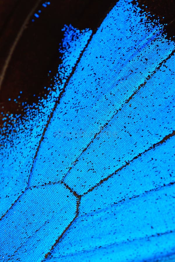 Blue butterfly wing stock image. Image of wing, macro - 55447547