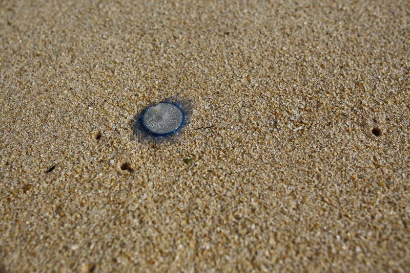 Blue Button Jellyfish Porpita Porpita Stock Image - Image of creature ...