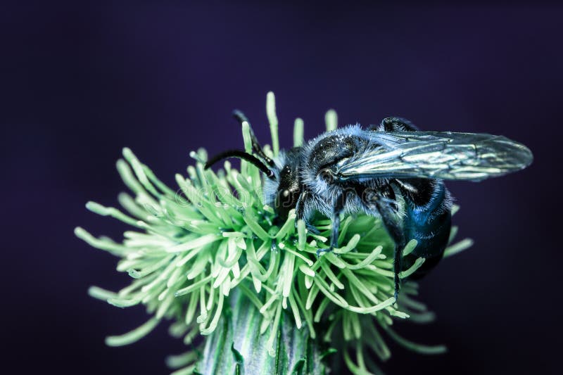 Blue buzz stock photo. Image of collecting, green, covered - 190225262