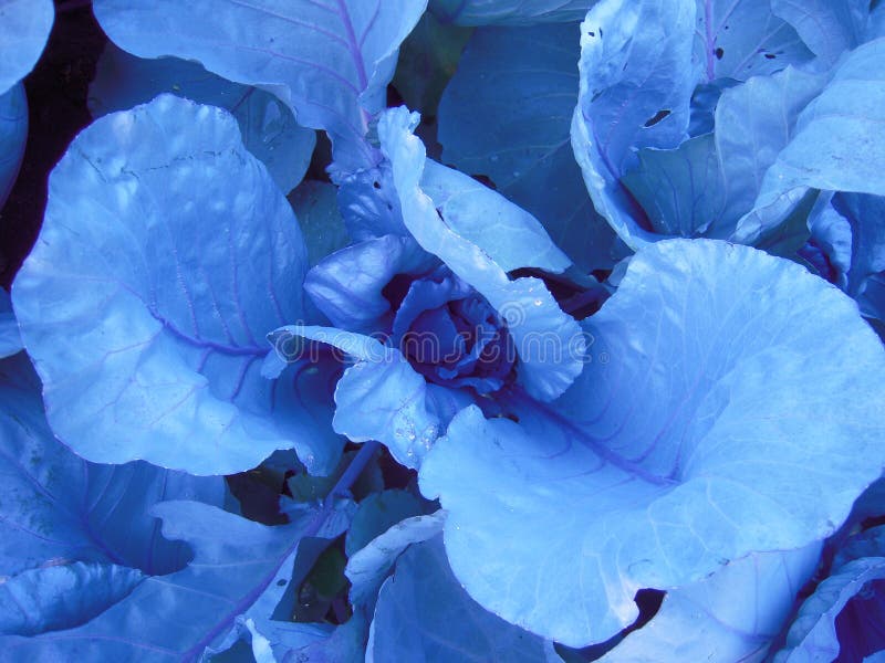 Blue cabbage stock image. Image of blue, foliage, closeup - 97847753