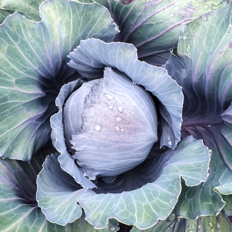 Green and Purple Cabbage in Vegetable Garden Stock Image - Image of ...