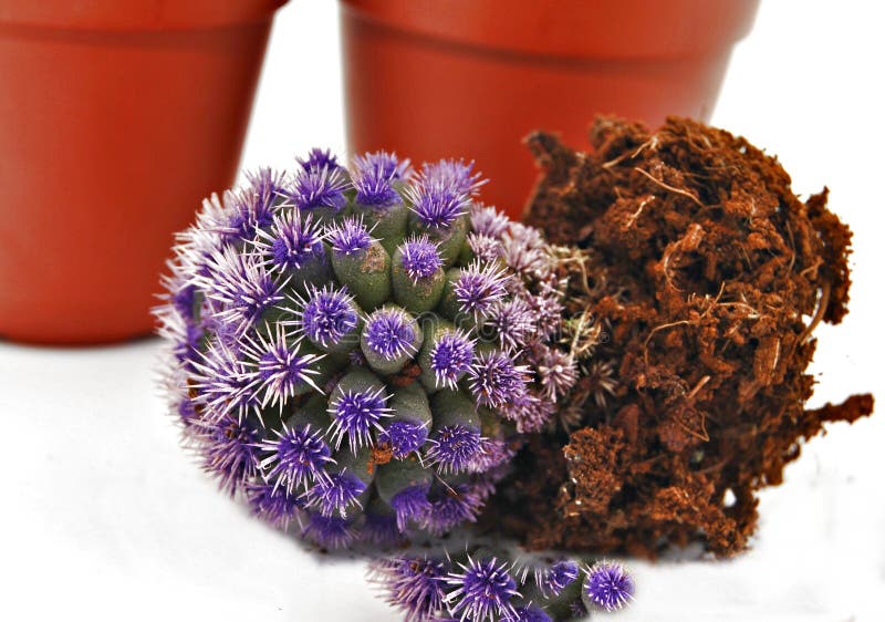 Blue Cactus stock photo. Image of ornamental, summer - 19698512