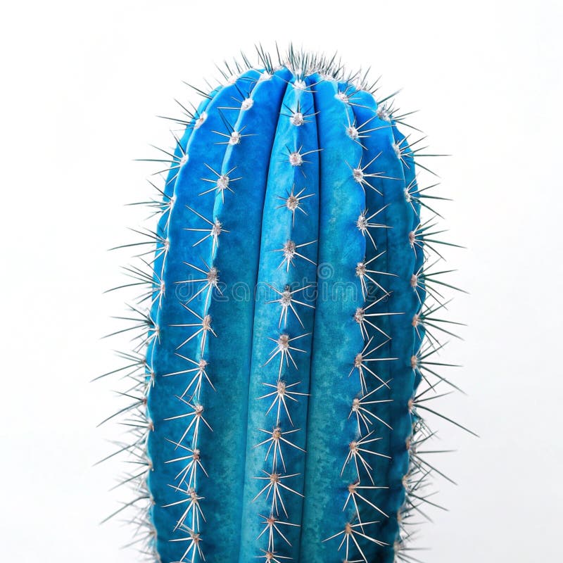 Bluecactus Stock Illustrations – 1 Bluecactus Stock Illustrations ...