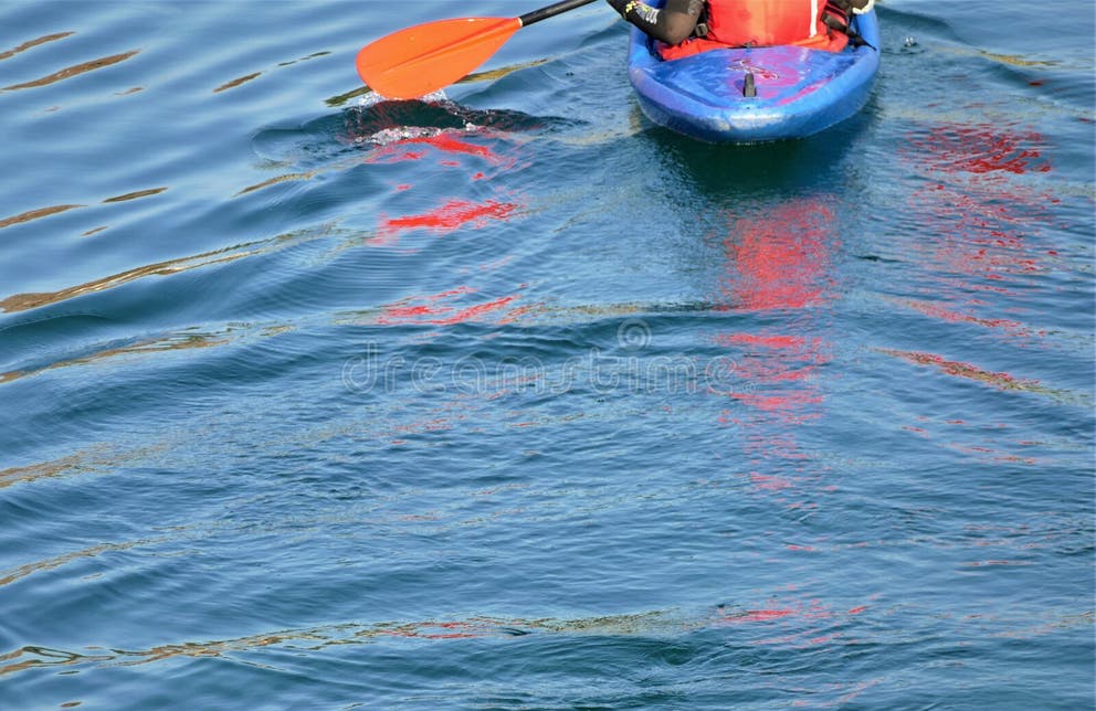 Blue Canoe Boat on the Lake with Rower Stock Image - Image of vessel ...