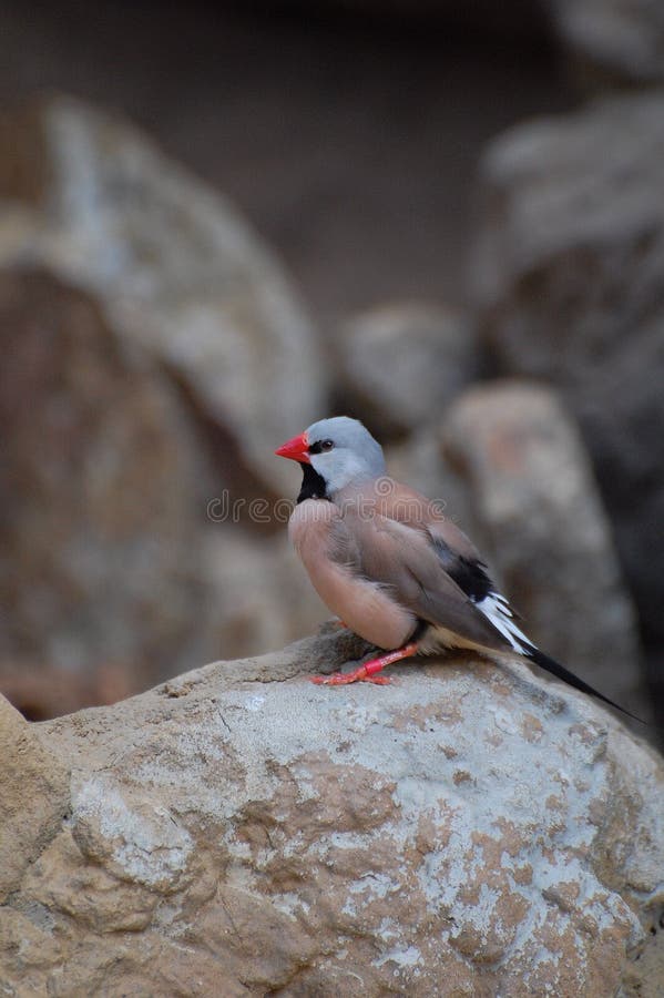 Blue-capped Cordon-bleu Finch Stock Image - Image of alertness, bird ...