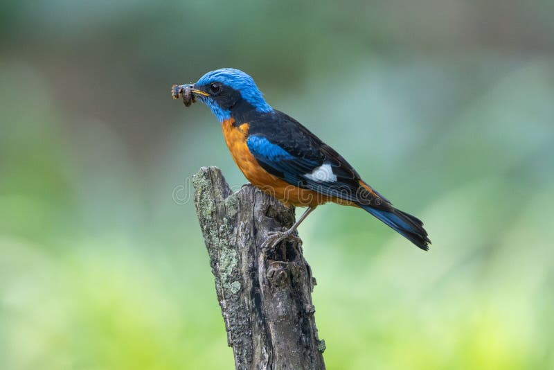 Blue-capped Rock-thrush with an Insect Stock Image - Image of forest ...