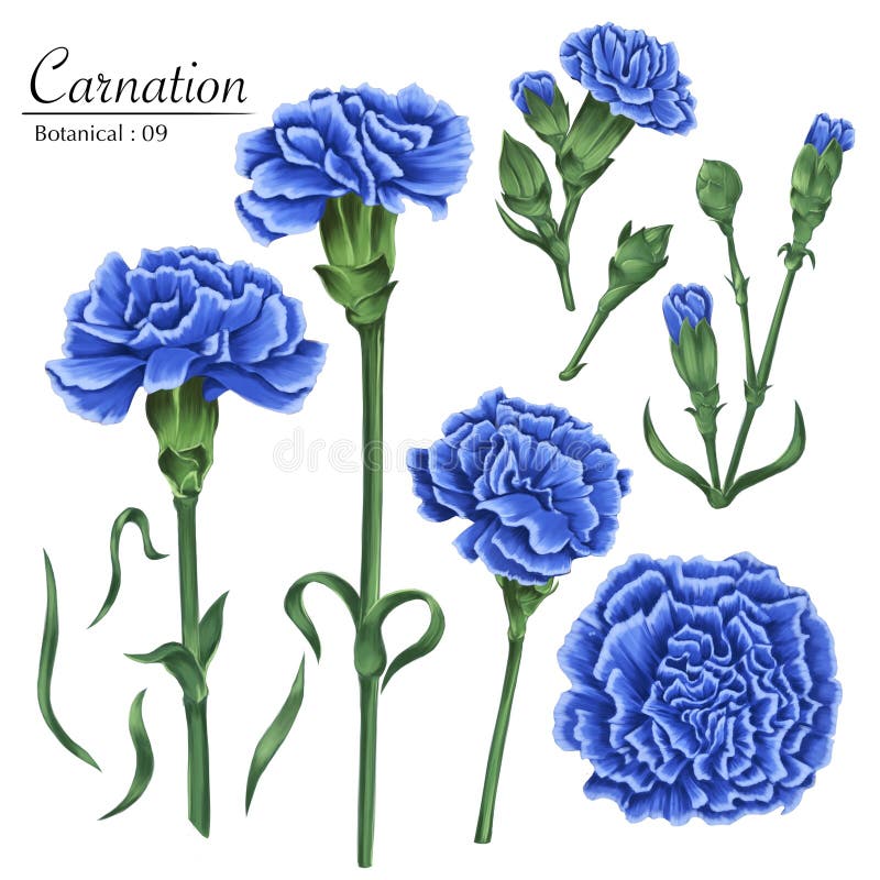 Set of Botanical Illustrations Blue Carnation Stock Illustration ...