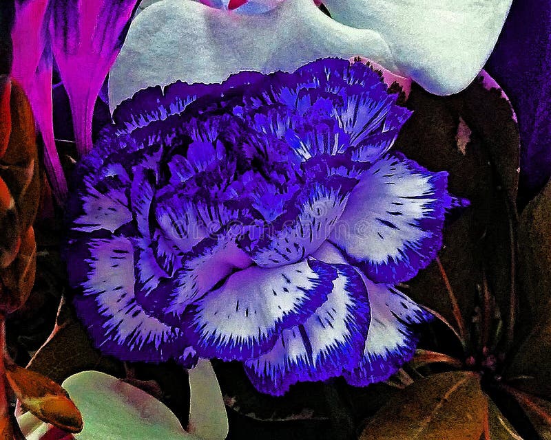 Blue Carnation stock image. Image of plant, carnation - 272167155