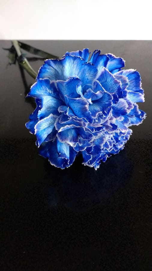Blue carnation stock photo. Image of bottom, carnation - 79401704
