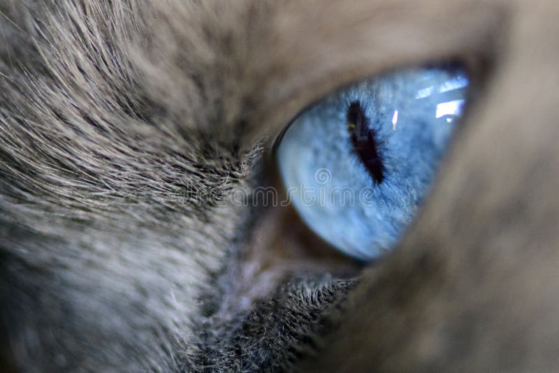 Blue cat eye stock photo. Image of domestic, ornata - 220273664