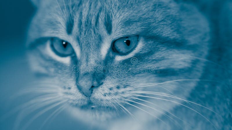 Blue Cat Face Closeup. Cheshire Cat Portrait Stock Image - Image of ...