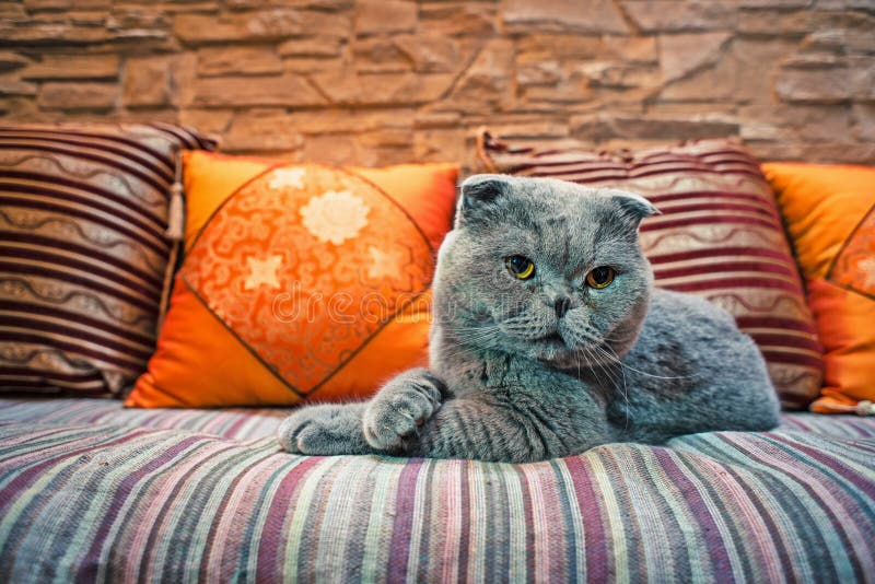 Best friend stock photo. Image of sill, indoor, blue - 30038912