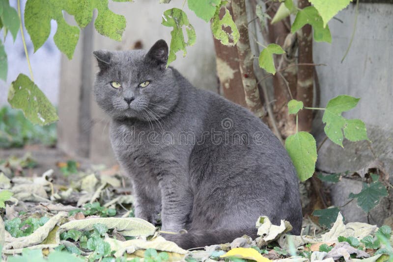 Blue cat stock image. Image of fluffy, adult, adorable - 62523361