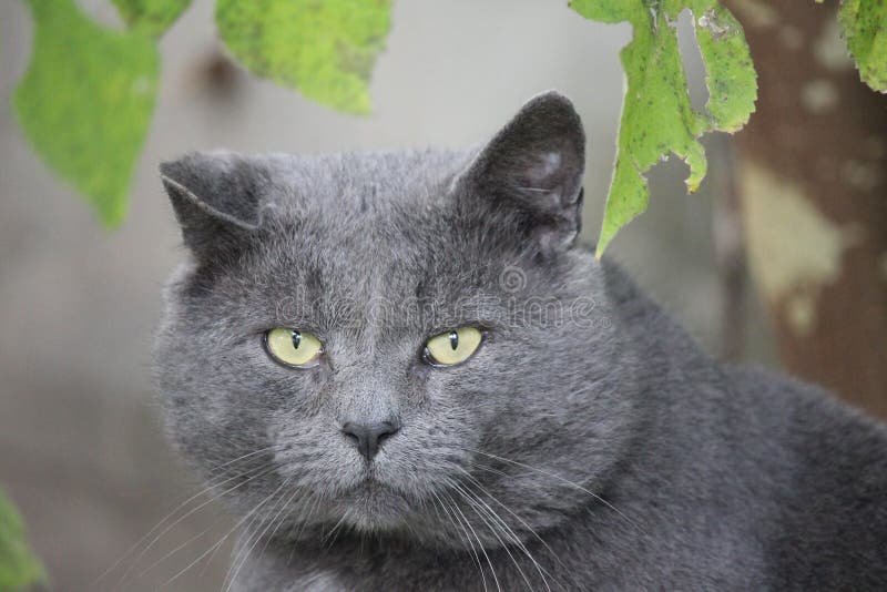 Grey cat outside stock photo. Image of black, kitten - 115897734