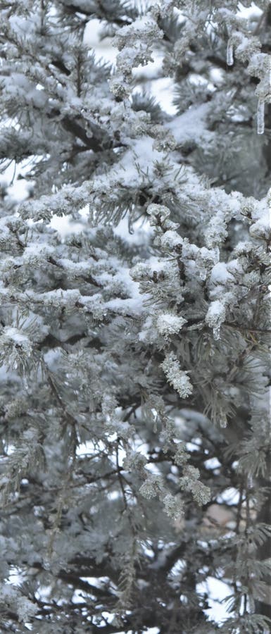 Blue Cedar Tree with New Snowfall Stock Image - Image of snow, cedar ...