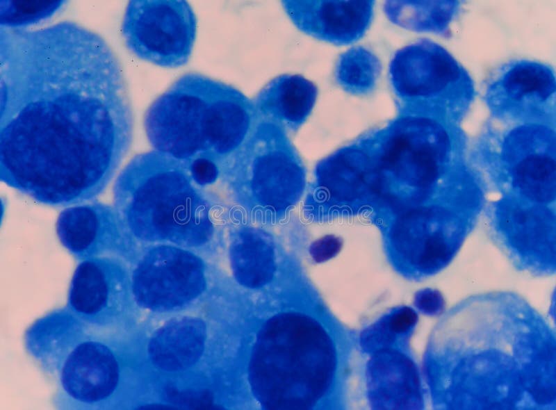 Blue cell with blue stain. stock photo. Image of microscope - 96652912