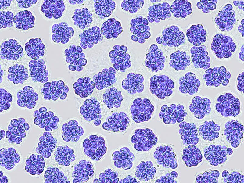 Blue Cells, Microscopic Particles. Molecules, Molecular Cell Stock ...