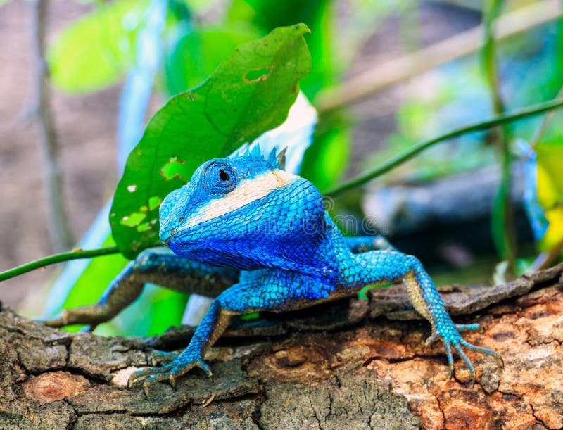 Blue Chameleon stock photo. Image of insectivorous, outdoor - 55165602
