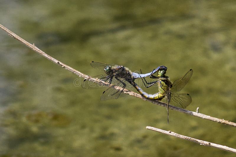 Dragonflies Reproductive System Stock Image - Image of dragon, close ...