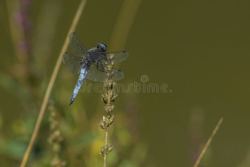 Blue Chaser (Libellula Fulva) Stock Image - Image of chaser, stalk ...