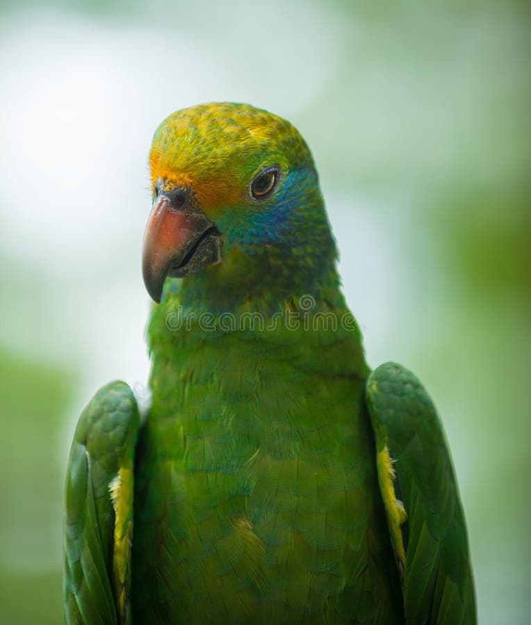 Blue Cheeked Amazon Parrot Amazona Dufresniana Stock Photo - Image of ...