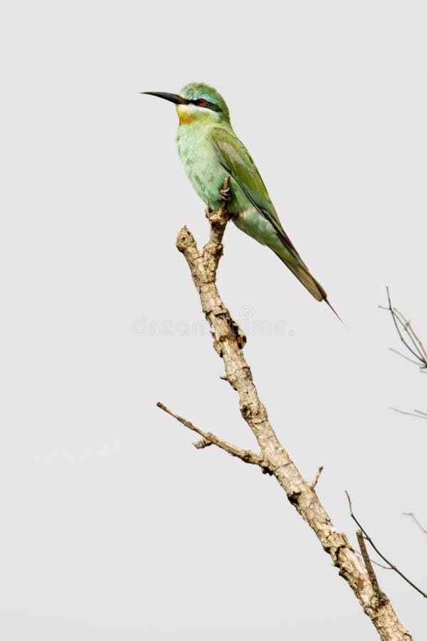 Blue-cheeked Amazon Parrot (Amazona Dufresniana): Tropical Elegance in ...