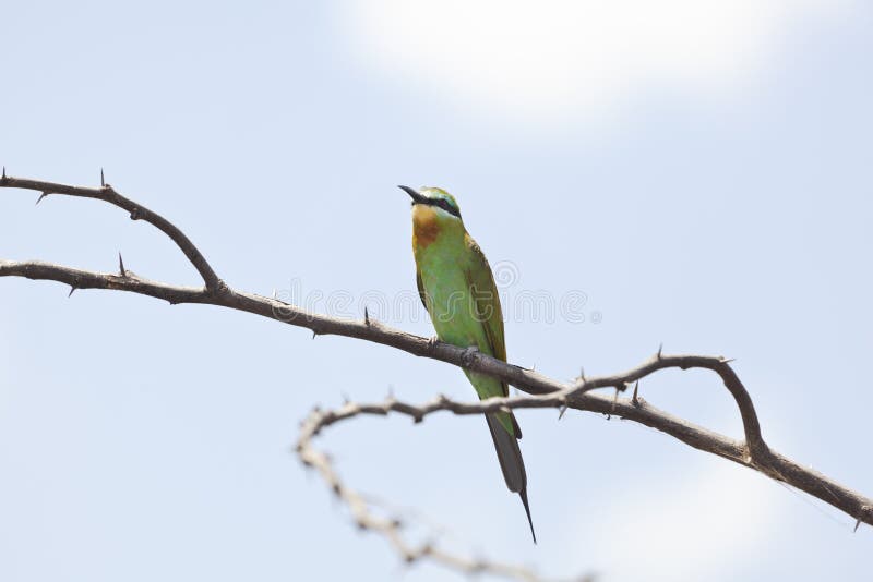 Blue-cheeked Amazon Parrot (Amazona Dufresniana): Tropical Elegance in ...