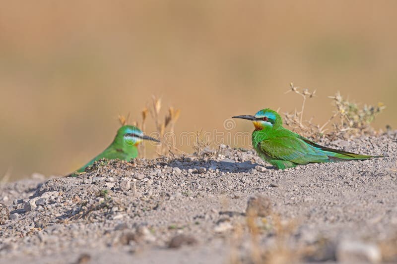 Blue-cheeked Bee-eater, Merops Persicus on the Ground Stock Image ...