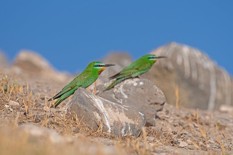 Blue-cheeked Bee-eater, Merops Persicus, on a Rock. Green Colored Birds ...