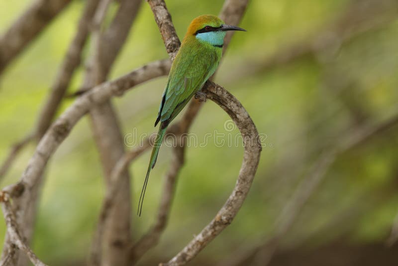 Blue-cheeked Amazon Parrot (Amazona Dufresniana): Tropical Elegance in ...
