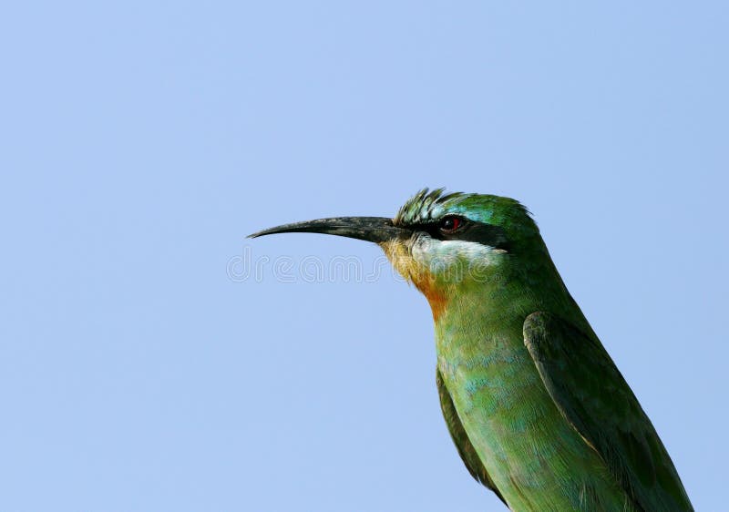 Blue-cheeked Amazon Parrot (Amazona Dufresniana): Tropical Elegance in ...
