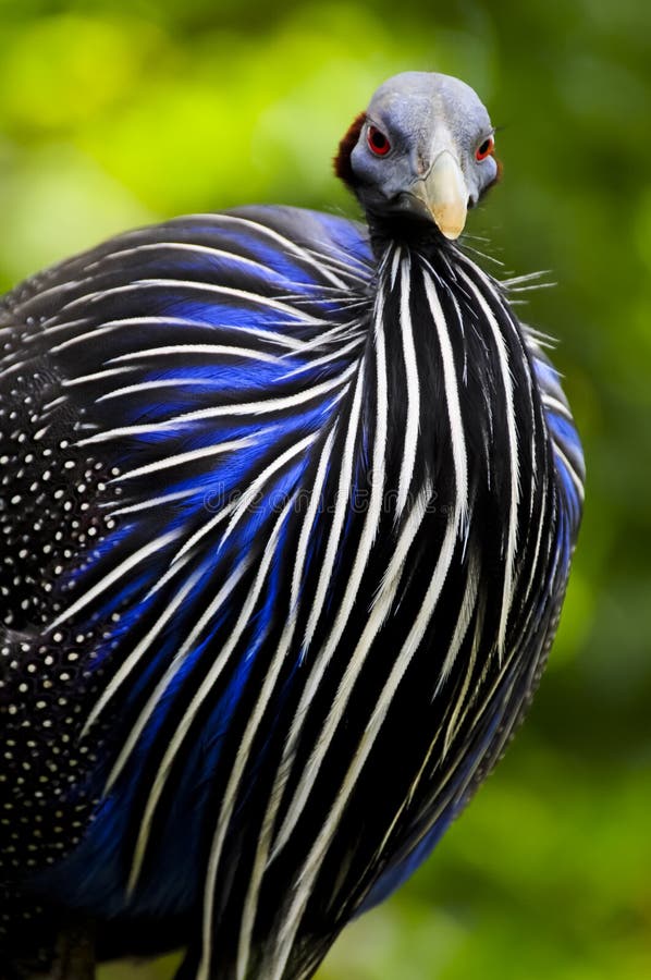 Blue chicken stock image. Image of acryllium, bird, nature - 38375881