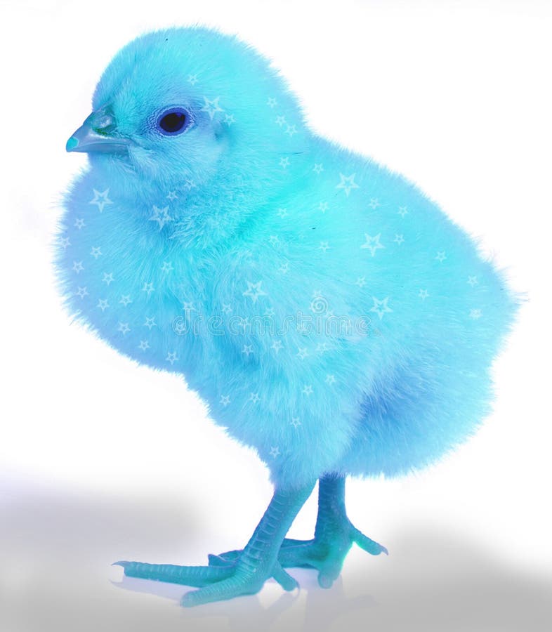 Blue chicken stock image. Image of blue, pile, cuddly - 39280877
