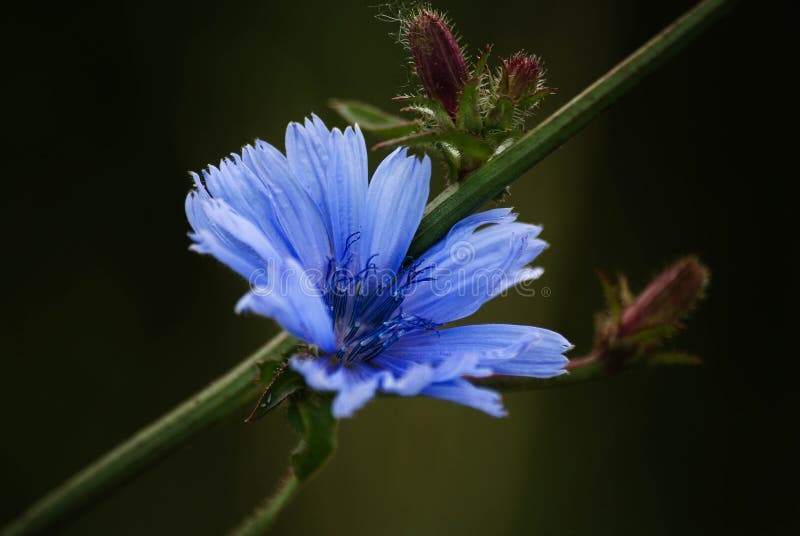 Blue Chicory Flower Closeup Stock Image - Image of background ...