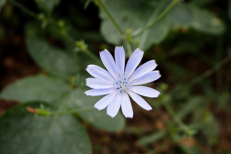 Blue Chicory Flower, Medicinal Blue Chicory Plant Stock Image - Image ...