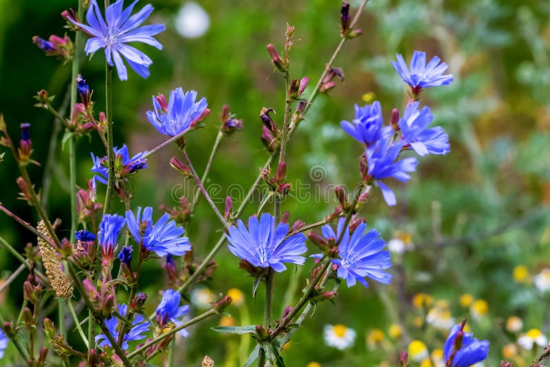 Blue Chicory Flowers in the Garden. Medicinal Plants_ Stock Image ...