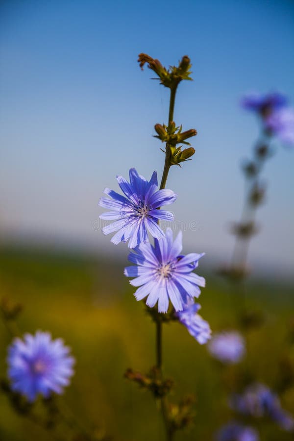 Blue Chicory Flowers on a Meadow Stock Image - Image of chicory ...